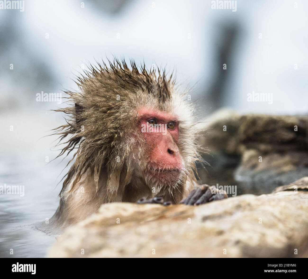 Japanese macaque sitting in water in a hot spring. Japan. Nagano ...