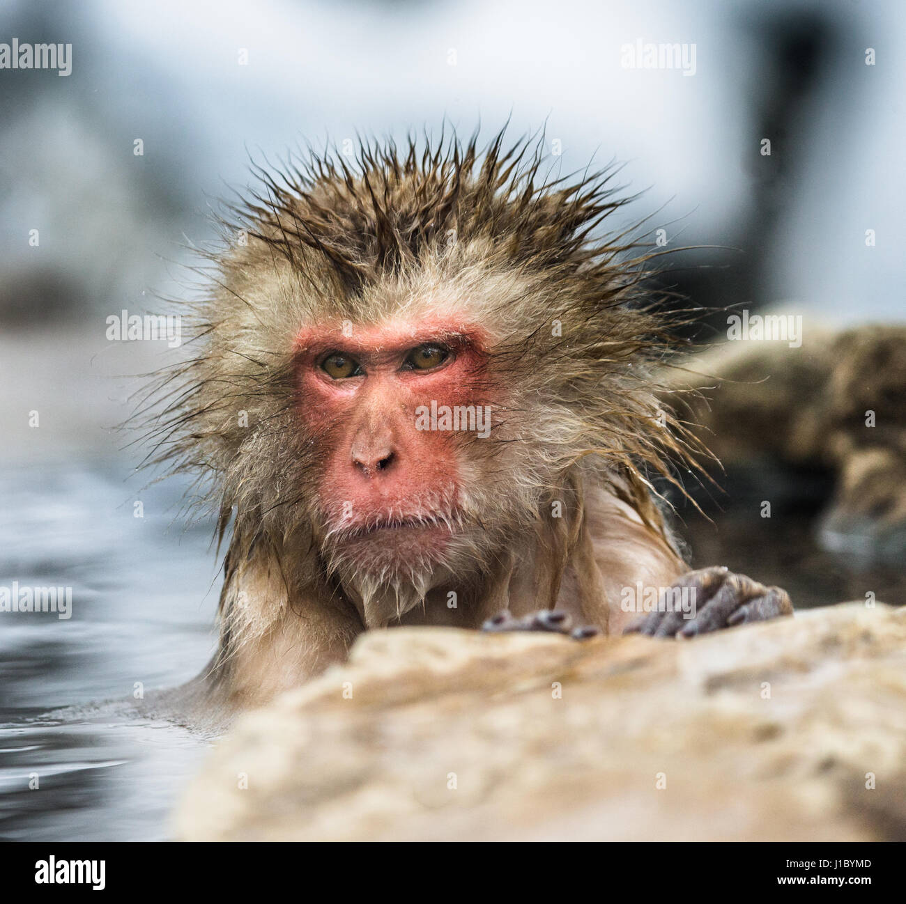 Japanese macaque sitting in water in a hot spring. Japan. Nagano ...