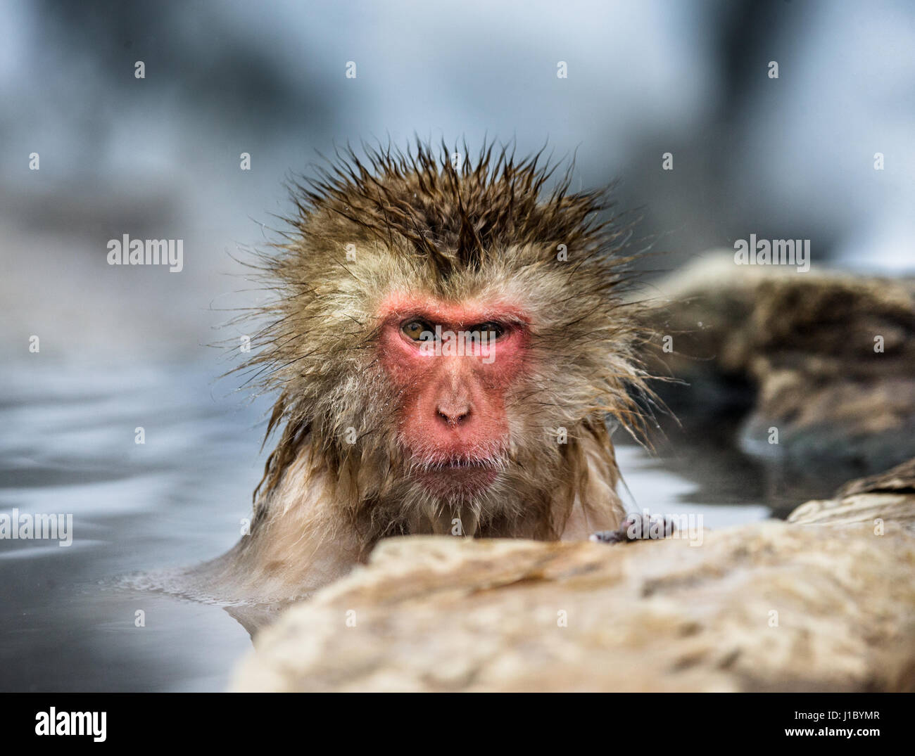 Japanese macaque sitting in water in a hot spring. Japan. Nagano ...