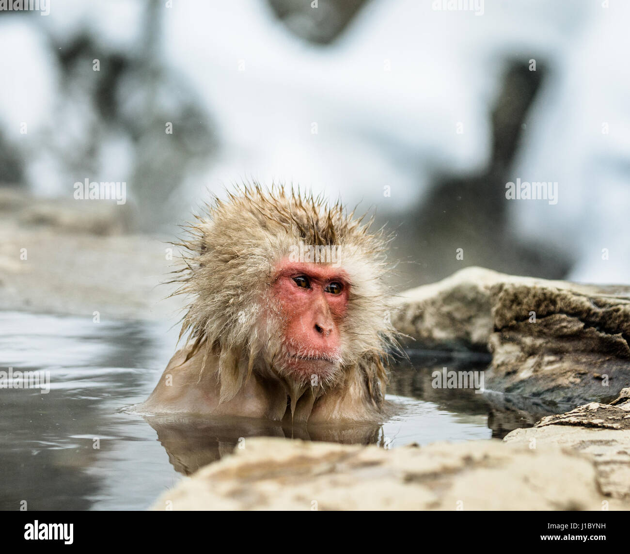 Japanese macaque sitting in water in a hot spring. Japan. Nagano ...