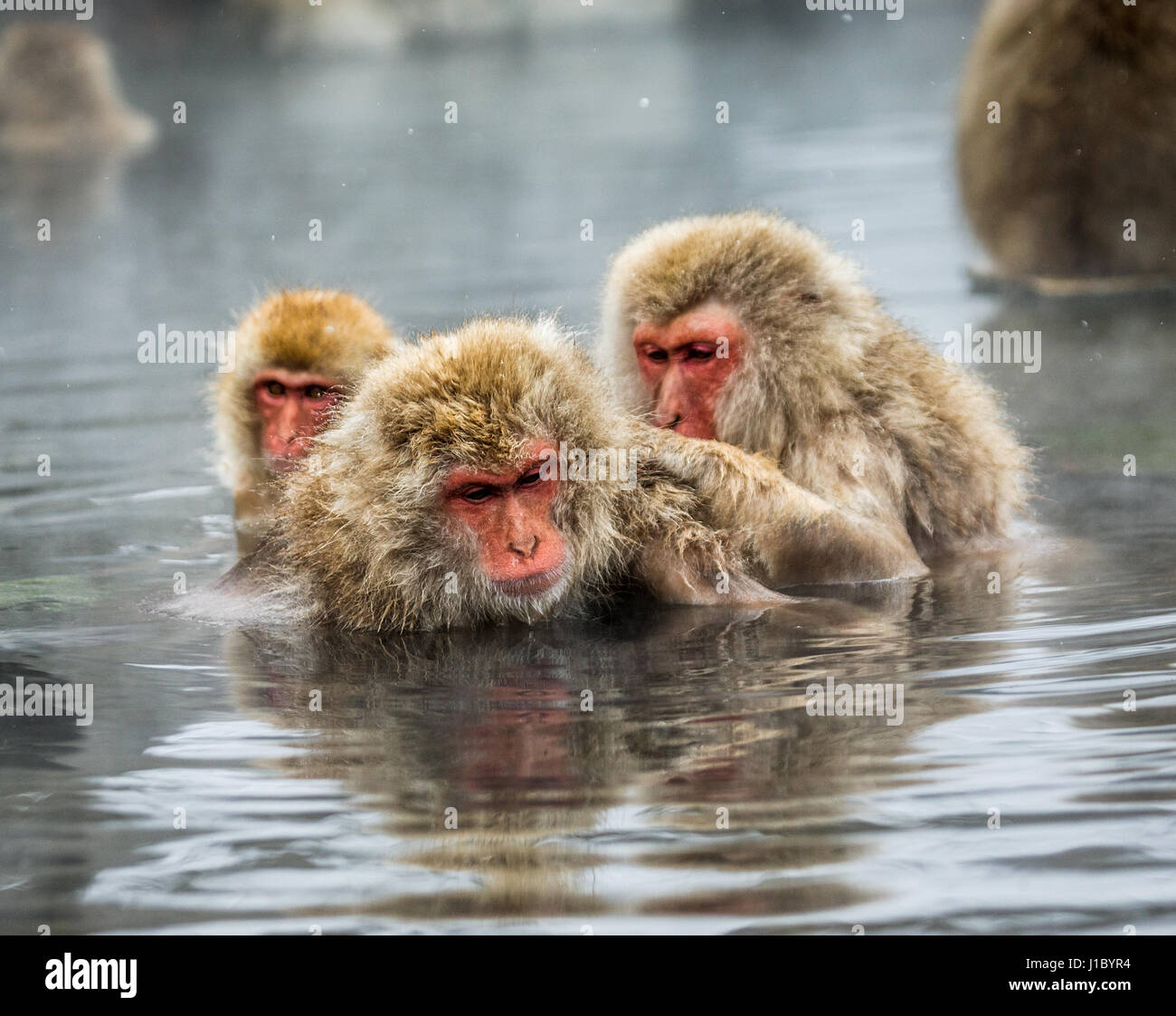 Group of Japanese macaques sitting in water in a hot spring. Japan ...