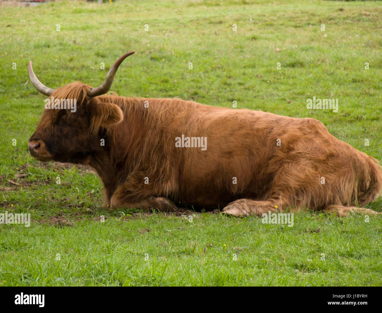 Breton cattle hi-res stock photography and images - Alamy