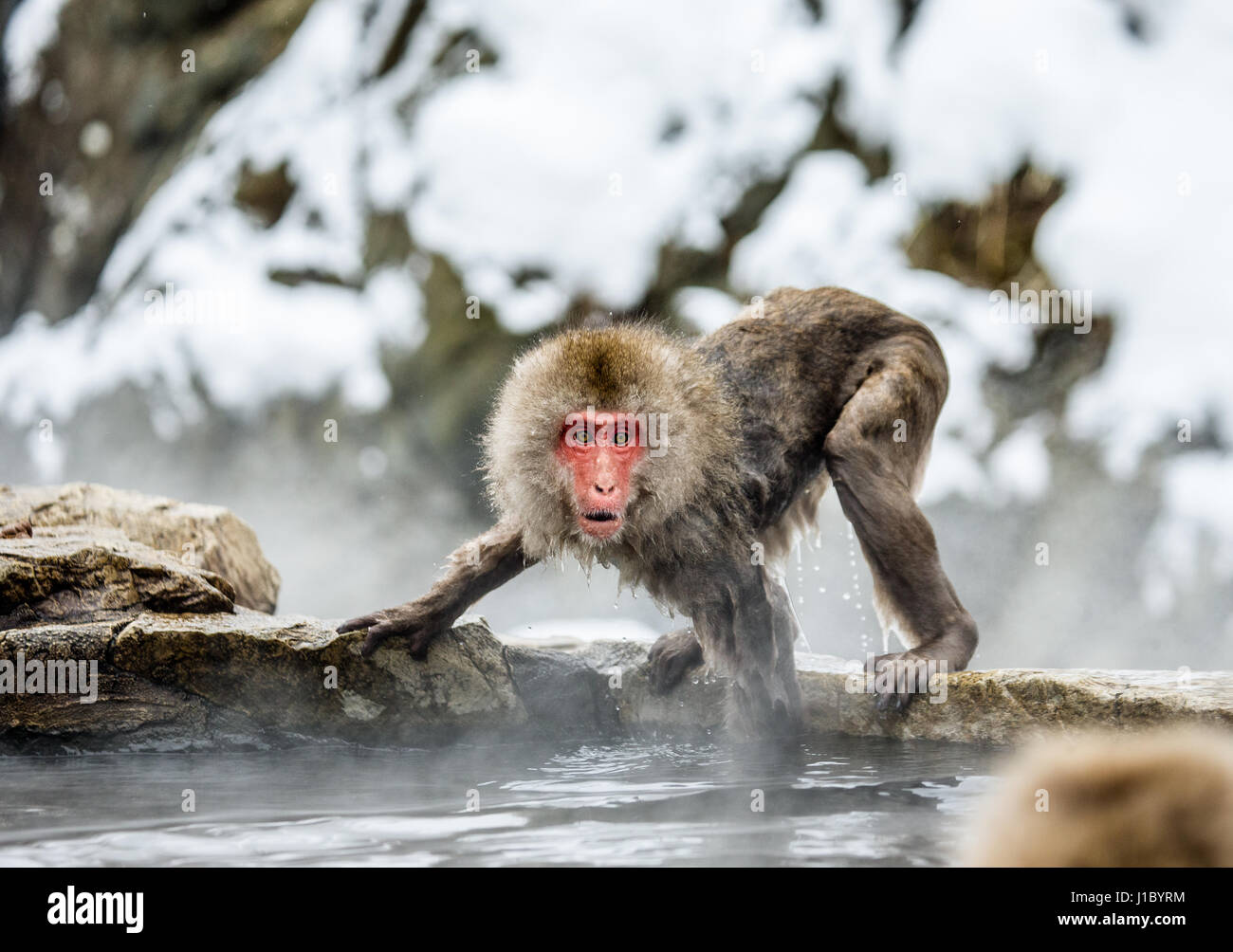 Japanese macaque on the rocks near the hot springs. Japan. Nagano ...