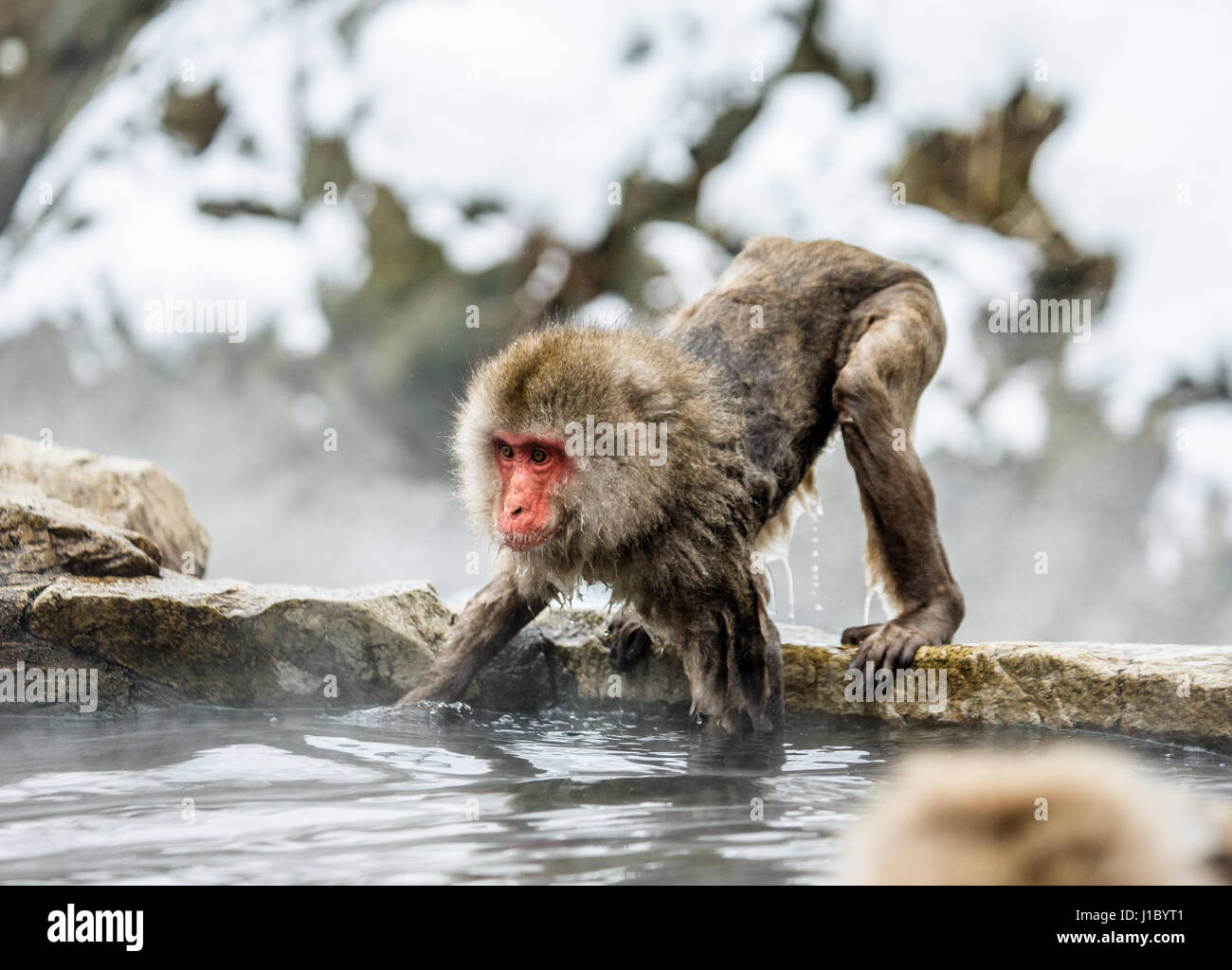 Japanese macaque on the rocks near the hot springs. Japan. Nagano ...