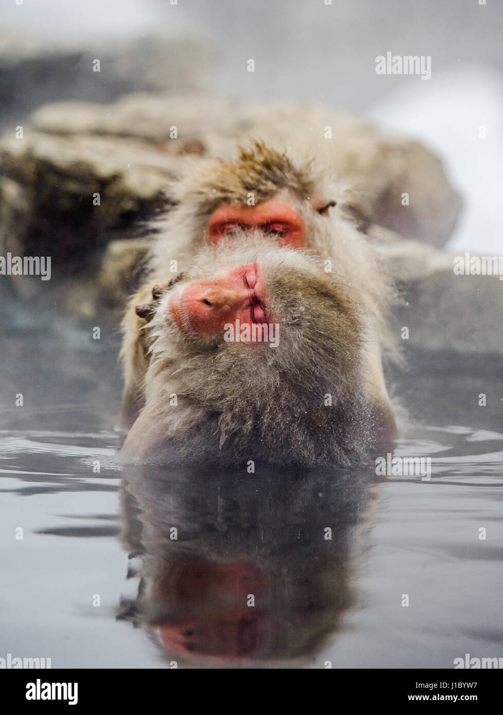 Two Japanese macaques sitting in water in a hot spring. Japan. Nagano ...