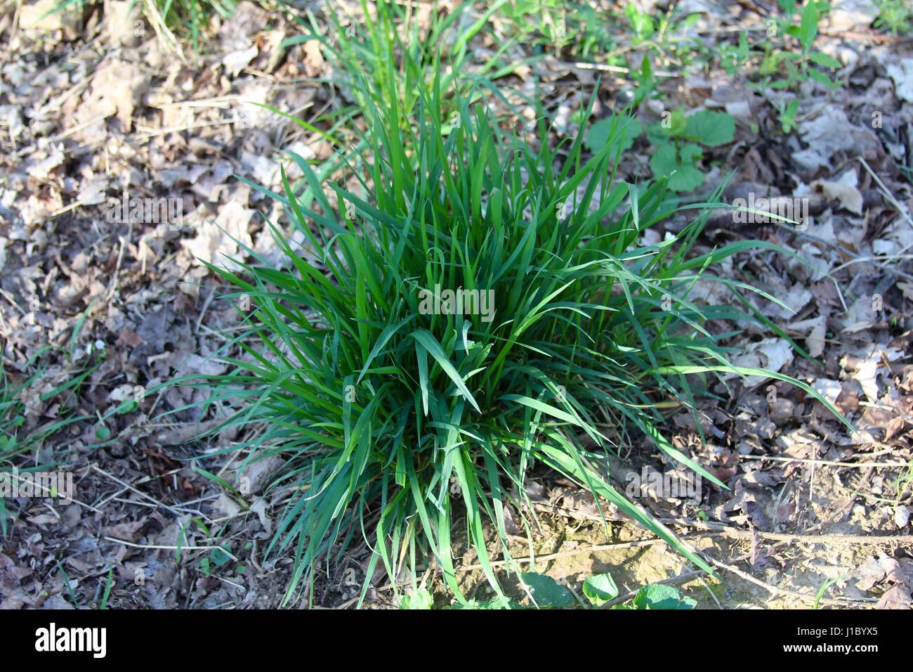 Patch of green grass in early spring Stock Photo - Alamy