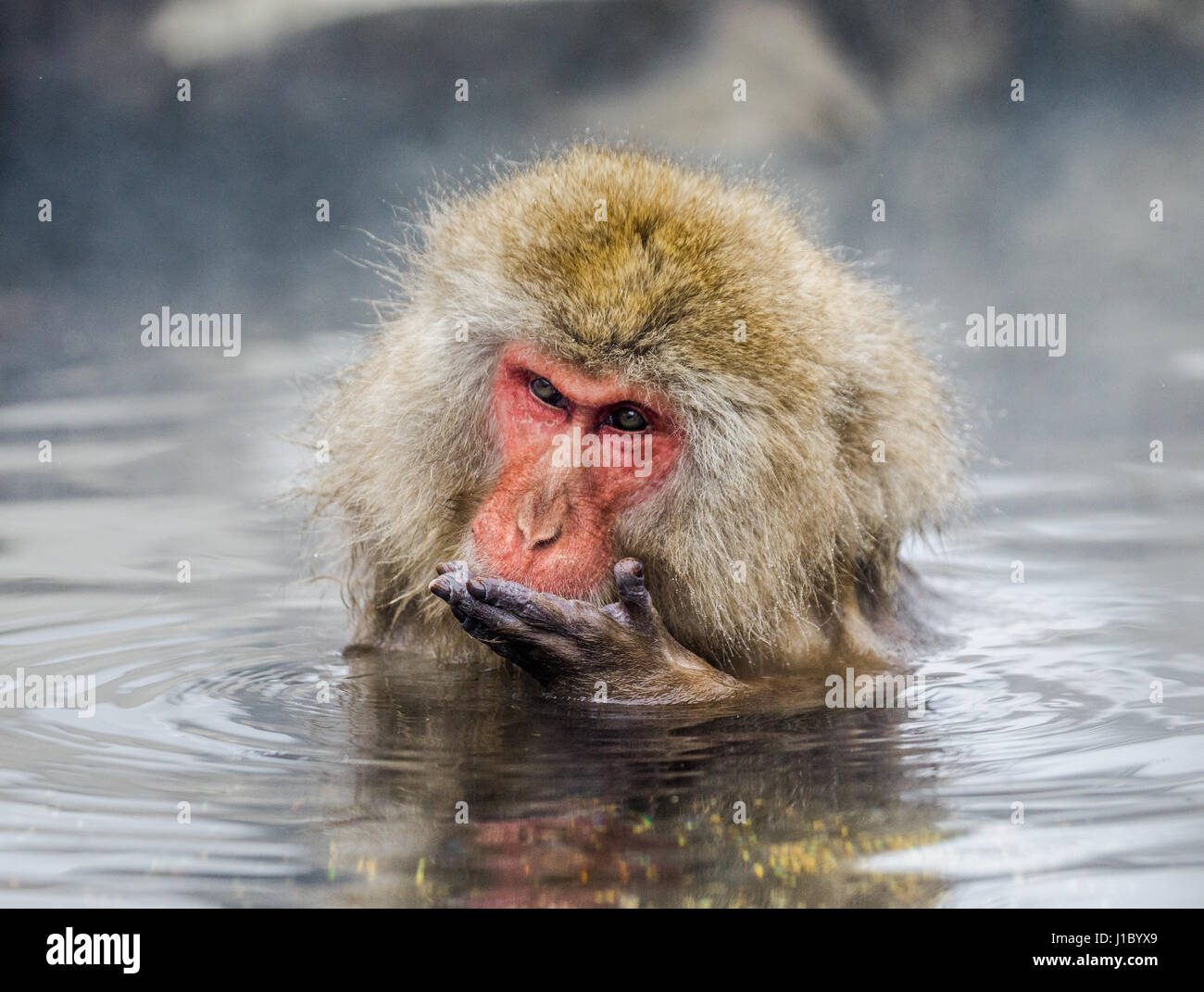 Japanese macaque sitting in water in a hot spring. Japan. Nagano ...