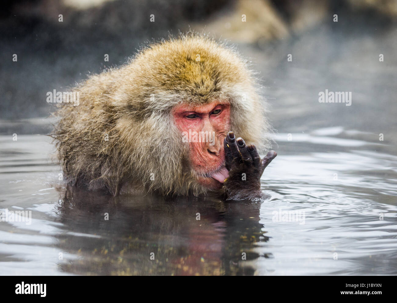 Japanese macaque sitting in water in a hot spring. Japan. Nagano ...