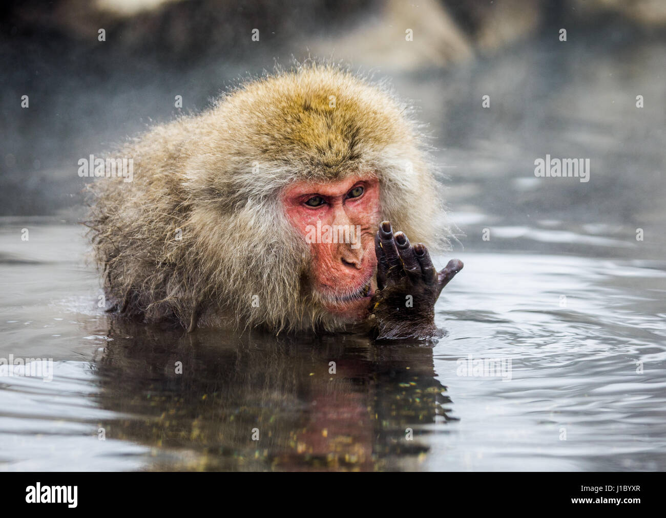Japanese macaque sitting in water in a hot spring. Japan. Nagano ...