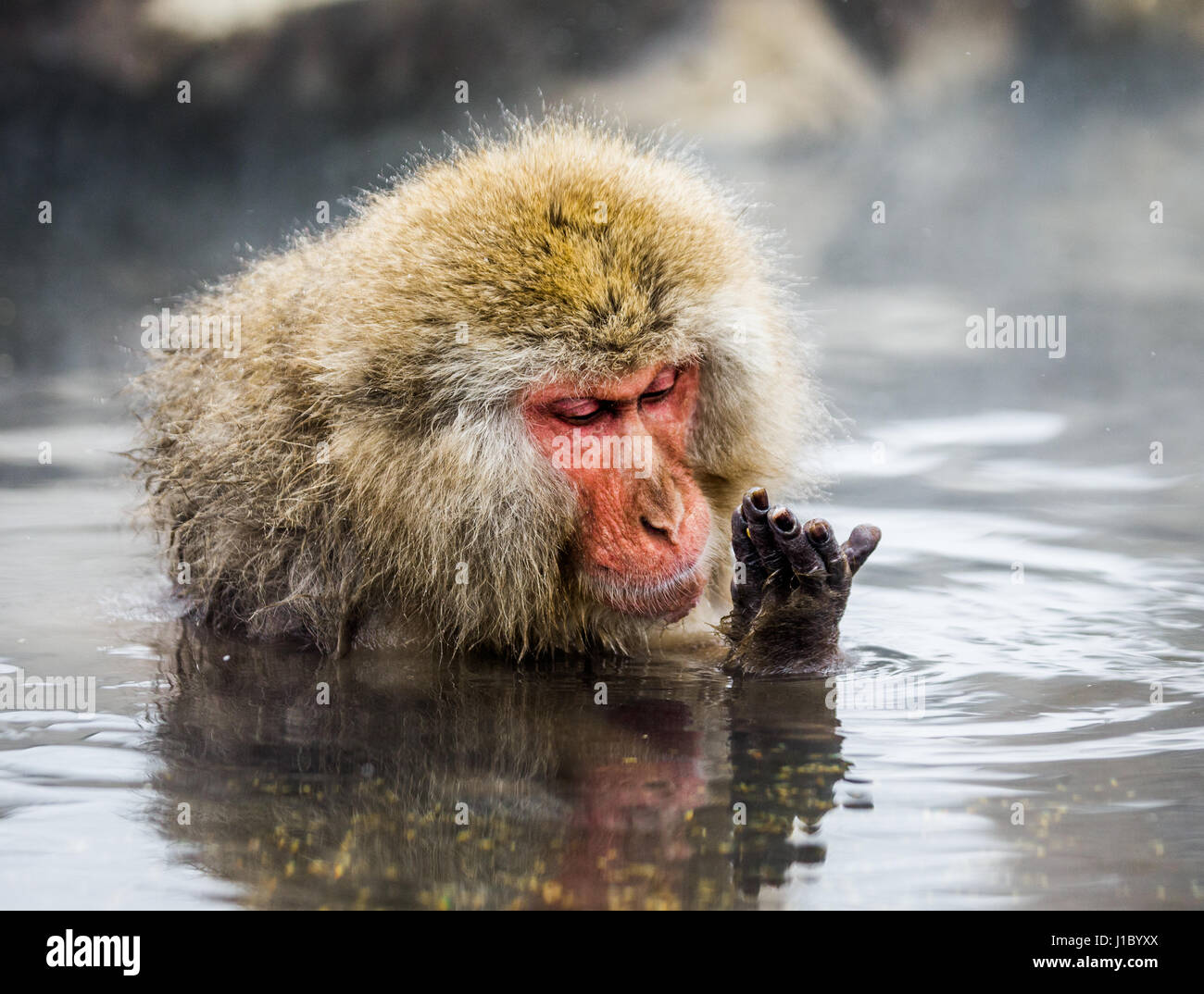 Japanese macaque sitting in water in a hot spring. Japan. Nagano ...