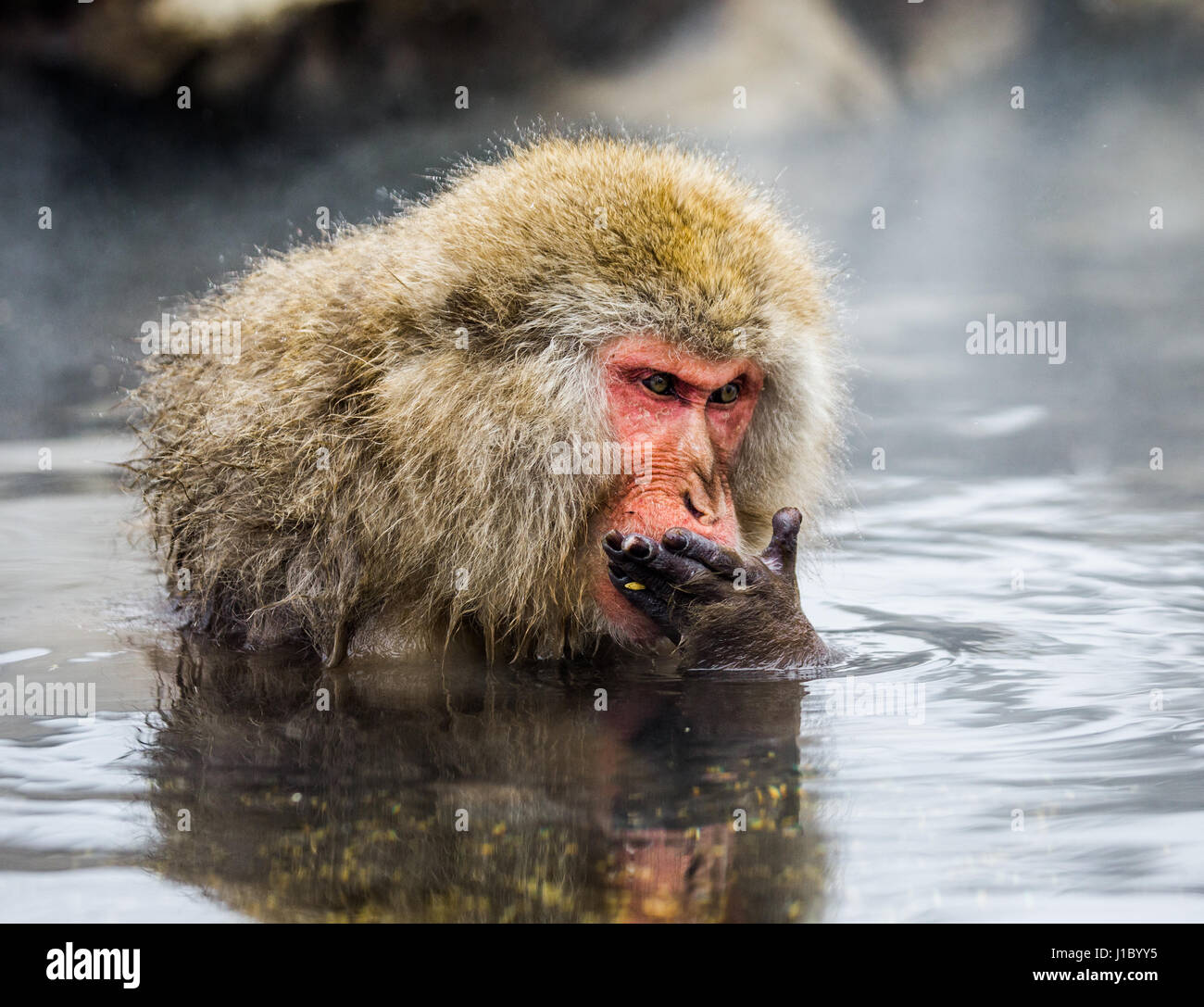 Japanese macaque sitting in water in a hot spring. Japan. Nagano ...