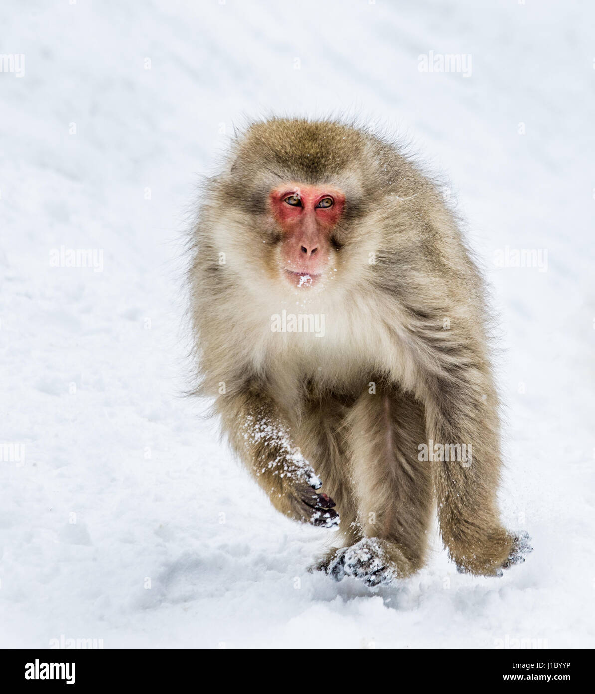 Japanese Macaque standing on hind legs in the snow. Japan. Nagano ...