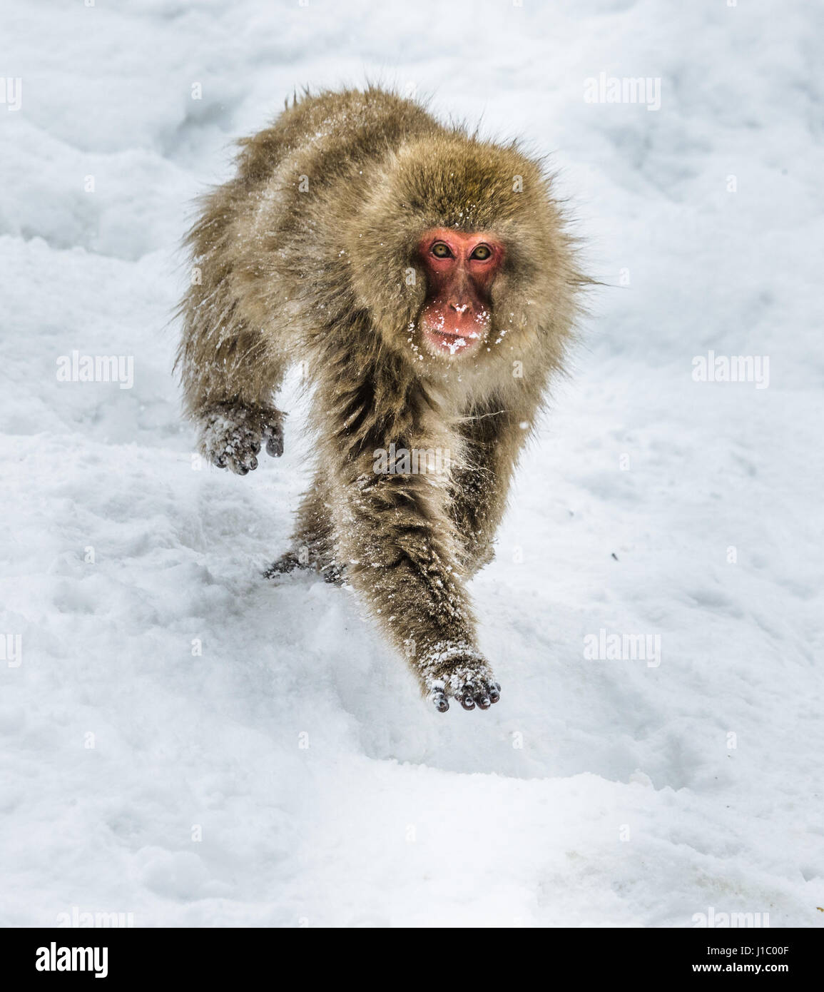 Japanese Macaque standing on hind legs in the snow. Japan. Nagano ...