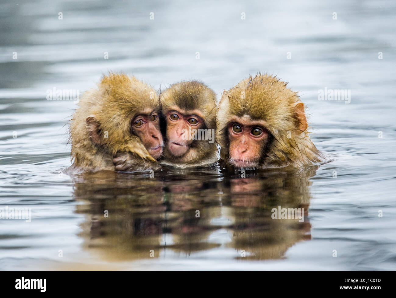 Group of Japanese macaques sitting in water in a hot spring. Japan ...