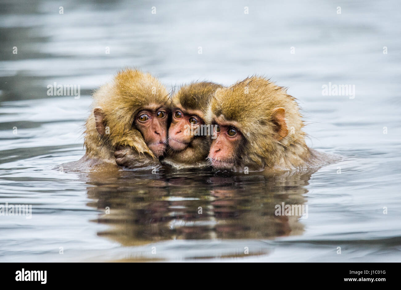 Group of Japanese macaques sitting in water in a hot spring. Japan ...