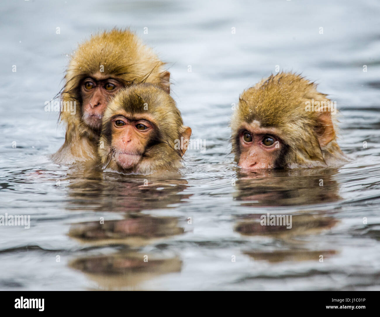 Group of Japanese macaques sitting in water in a hot spring. Japan ...