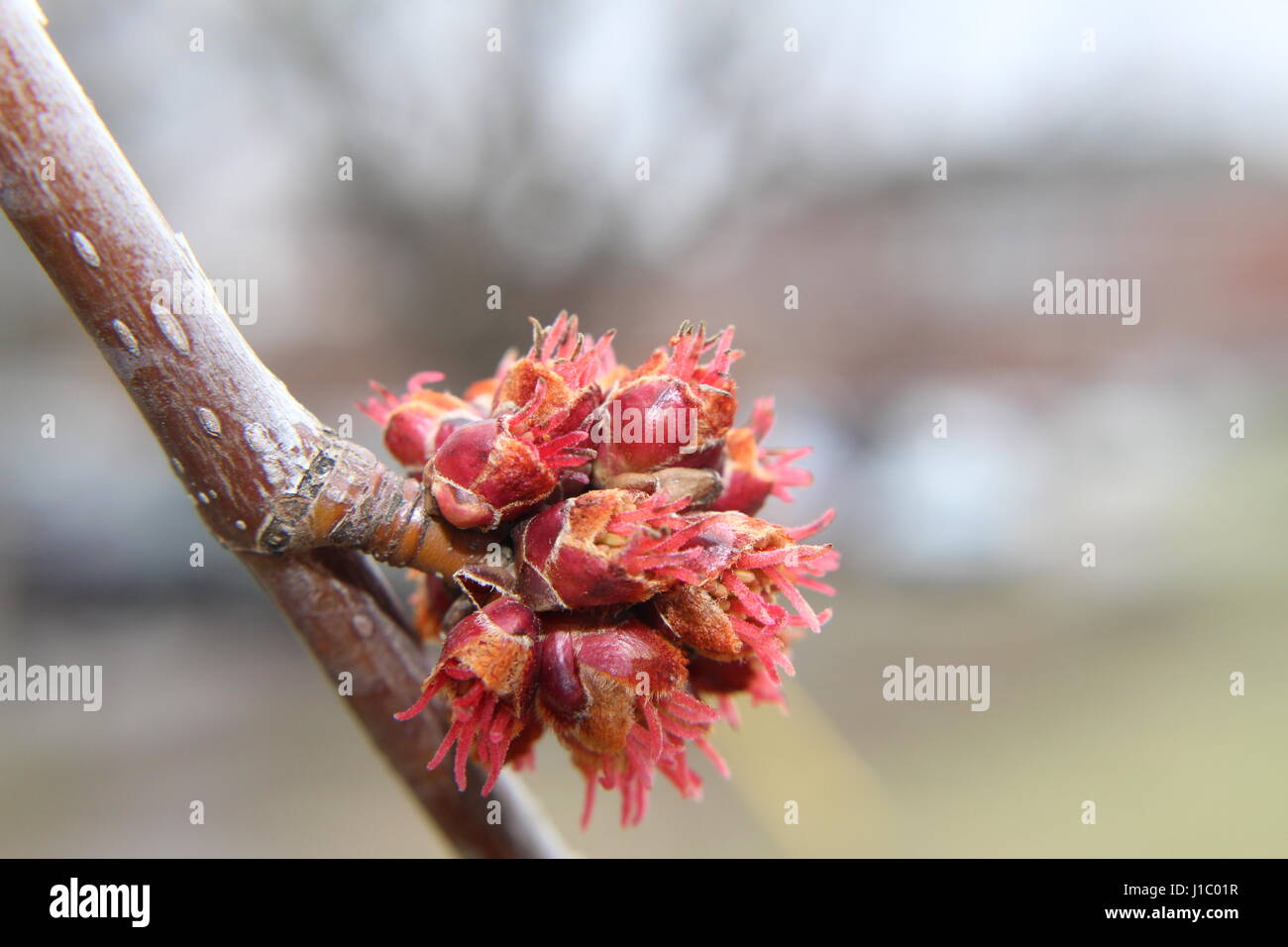 Fuzzy buds hi-res stock photography and images - Alamy
