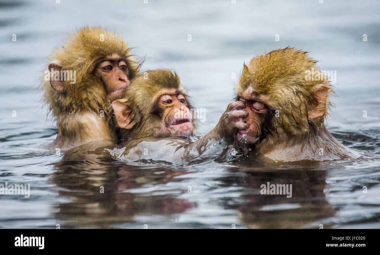 Group of Japanese macaques sitting in water in a hot spring. Japan ...
