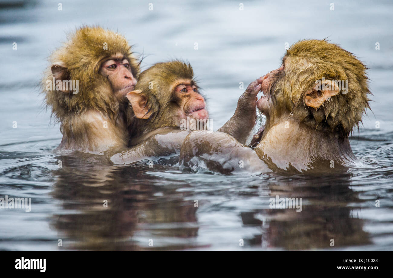 Group of Japanese macaques sitting in water in a hot spring. Japan ...