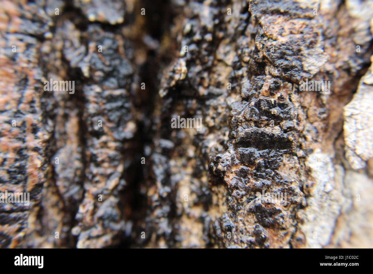 Sappy hi-res stock photography and images - Alamy