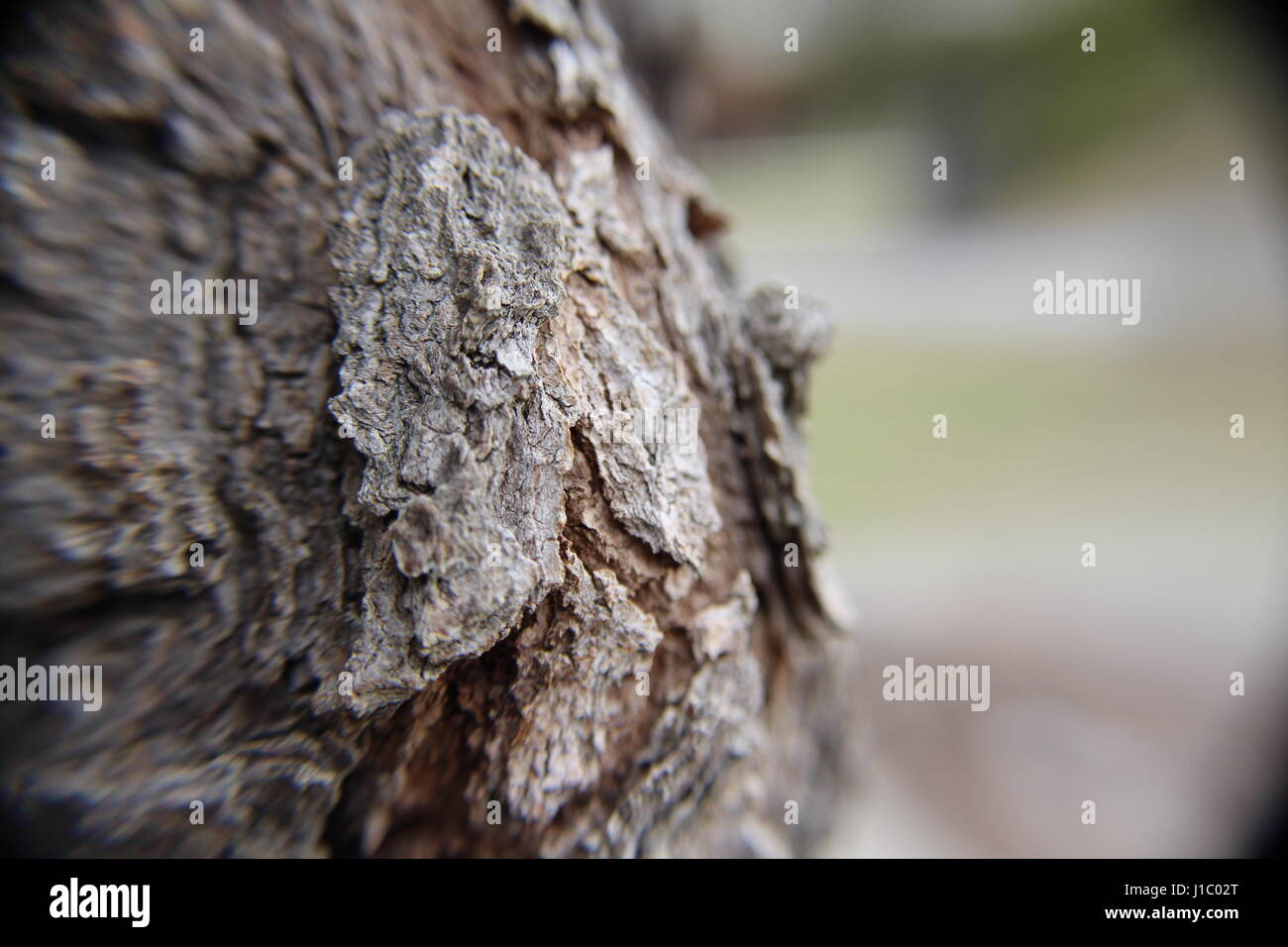 Spongy bark hi-res stock photography and images - Alamy