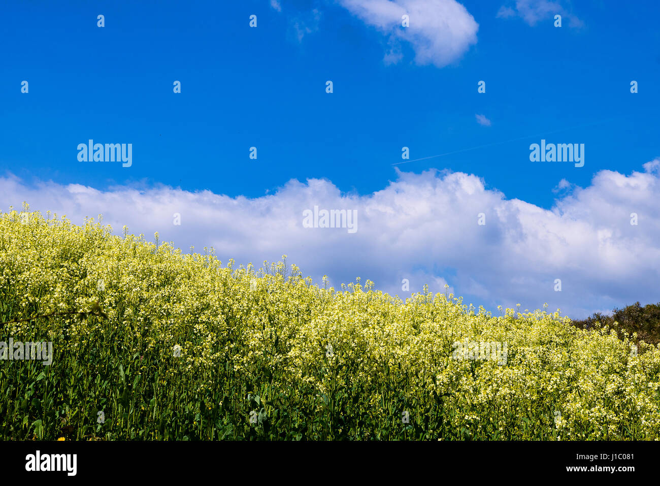 A tall crop of weeds grow in a farmers field giving a gentle contrast ...