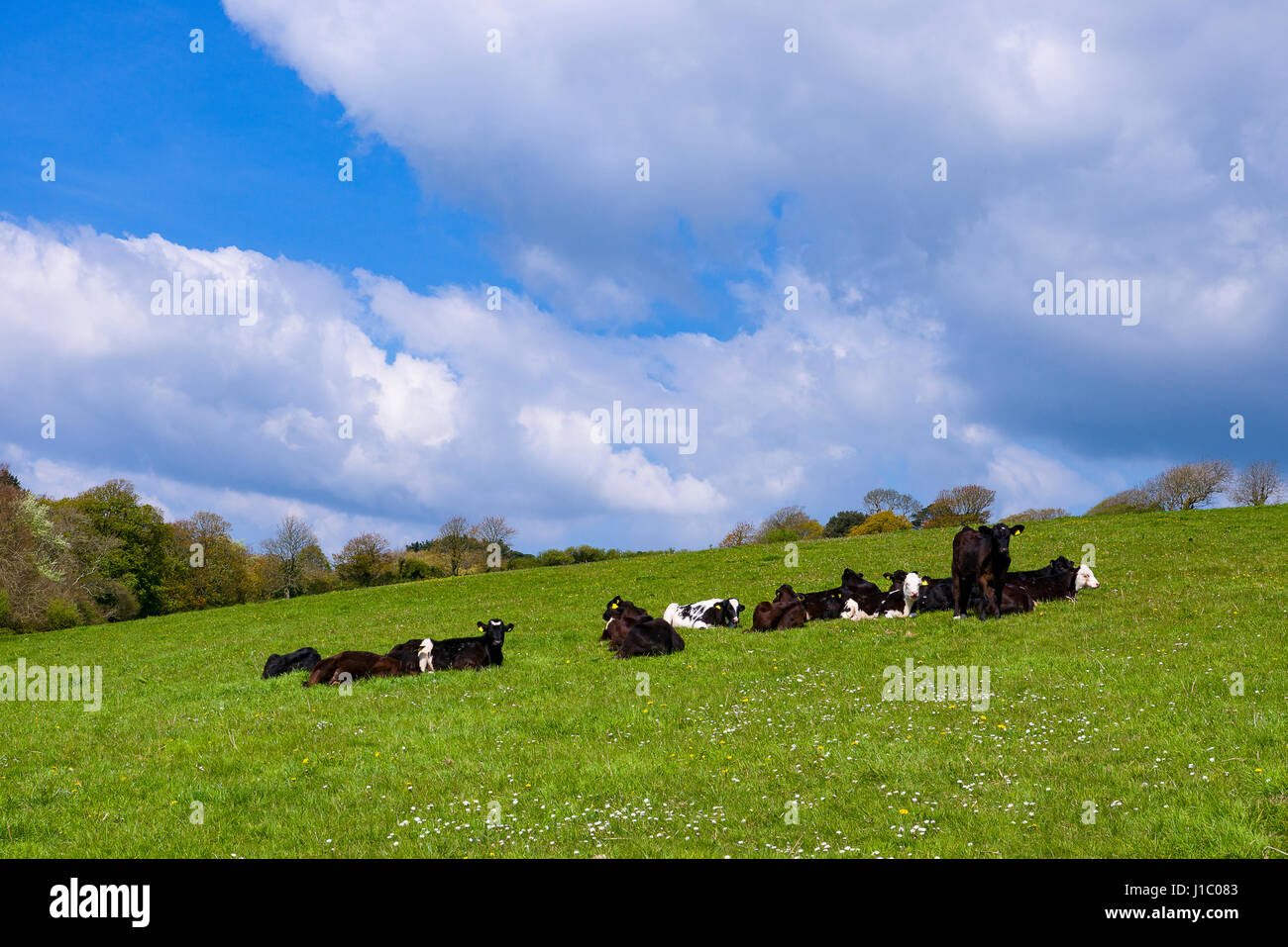 A small group of calves sitting in the cool grass as the spring sun ...