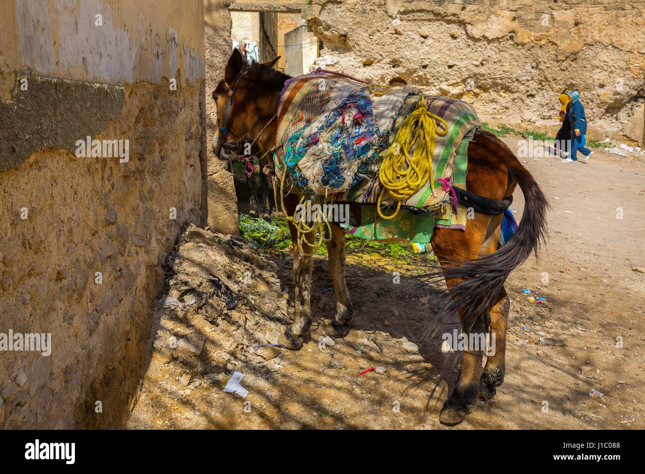 In the narrow streets of Moroccan cities donkey is often only possible ...