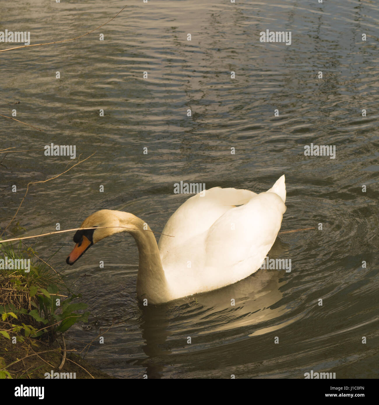 Thames wildlife hi-res stock photography and images - Alamy