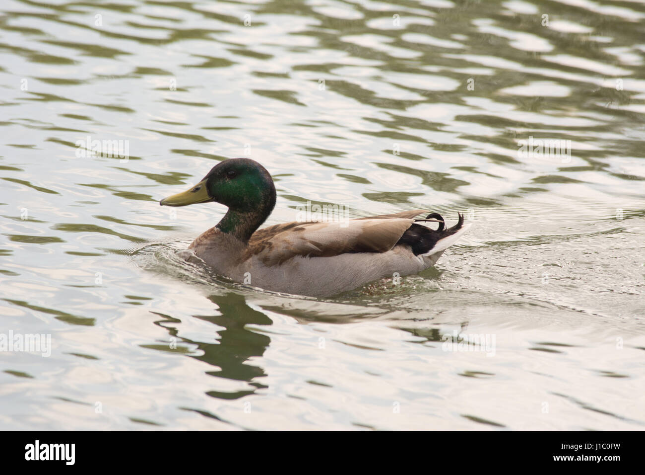Small river system hi-res stock photography and images - Alamy