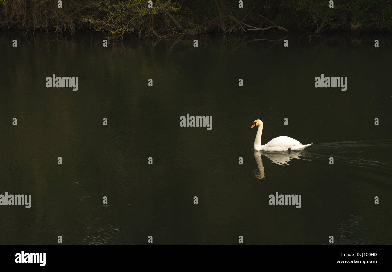 Thames wildlife hi-res stock photography and images - Alamy