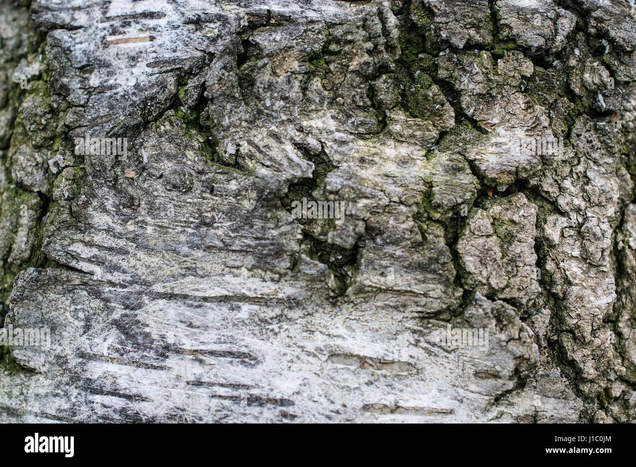 The bark of a Cutleaf Weeping Birch, Betula pendula crispa - texture or ...