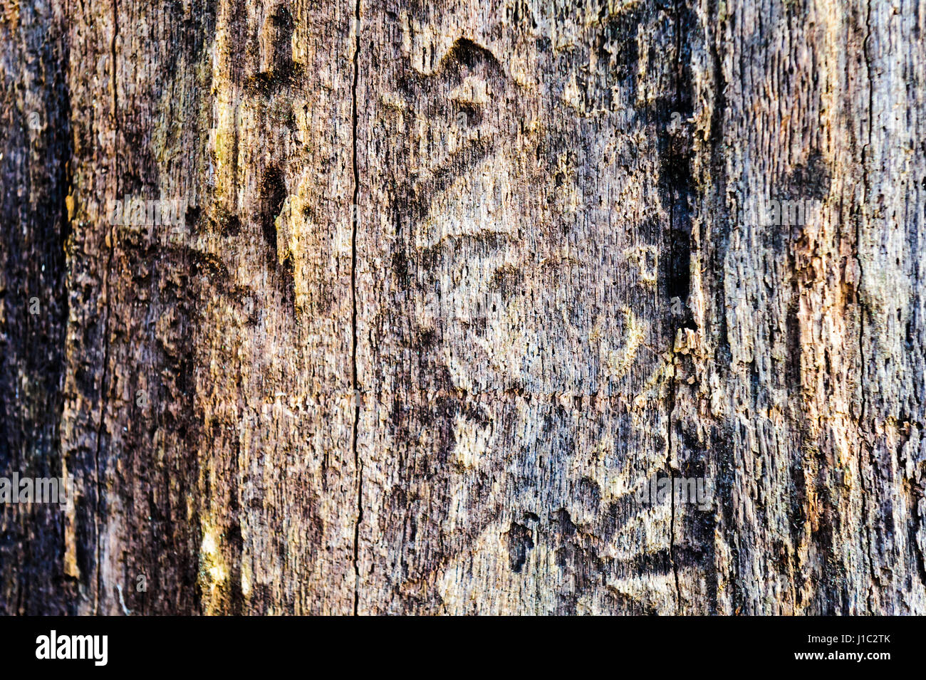 Wood texture background Close-up of old dead wood that is stained and ...