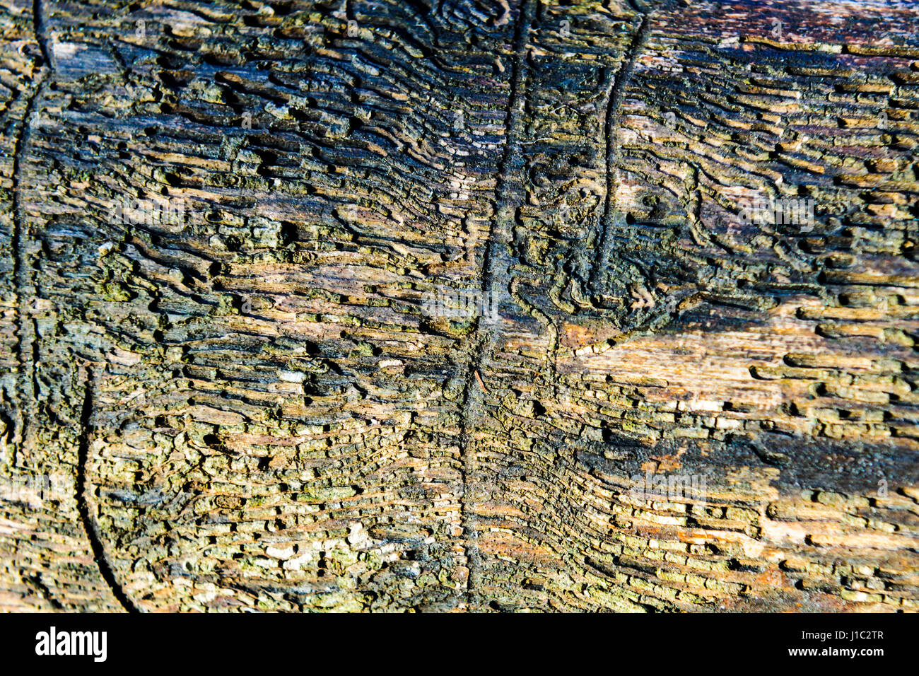 Wood texture background Close-up of old dead wood that is stained and ...