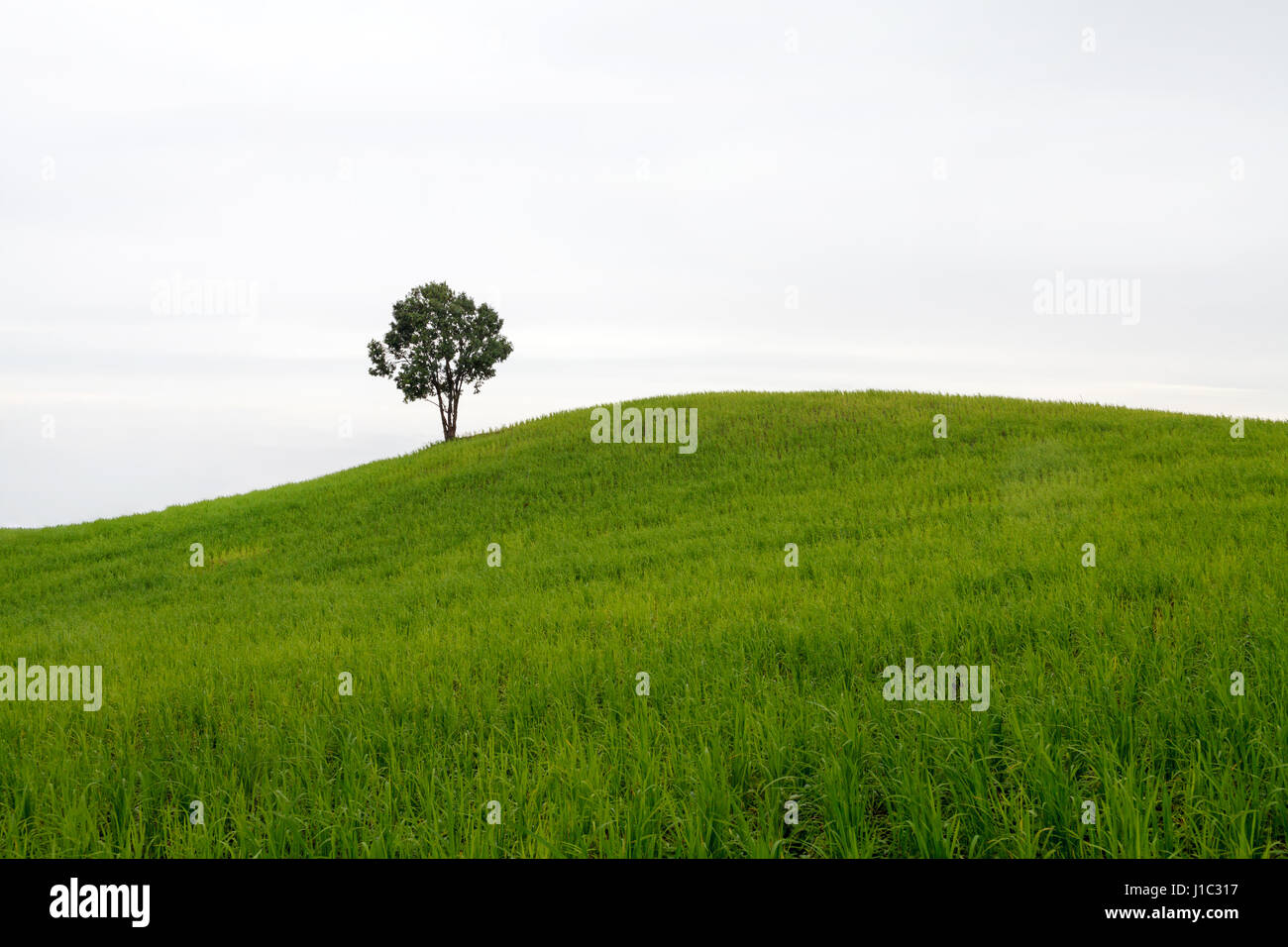 One tree in rice field greenery Stock Photo - Alamy