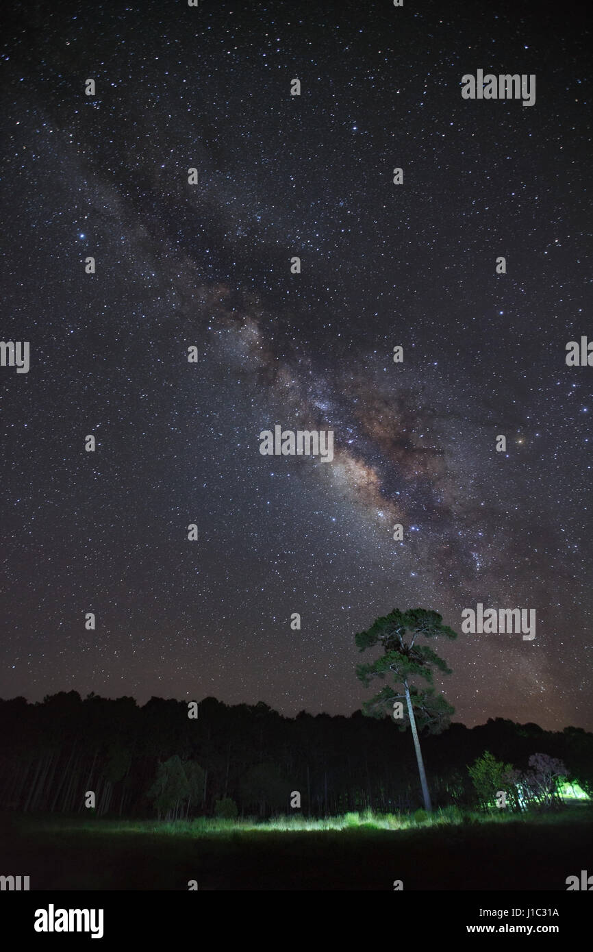 Milky Way and silhouette of tree at Phu Hin Rong Kla National Park ...