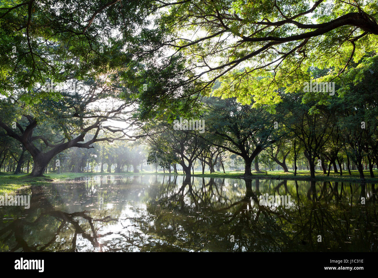 Samanea saman, Big rain tree Stock Photo - Alamy