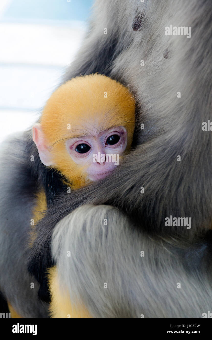 Dusky leaf monkey in the hug of mother,young monkey with the yellow ...