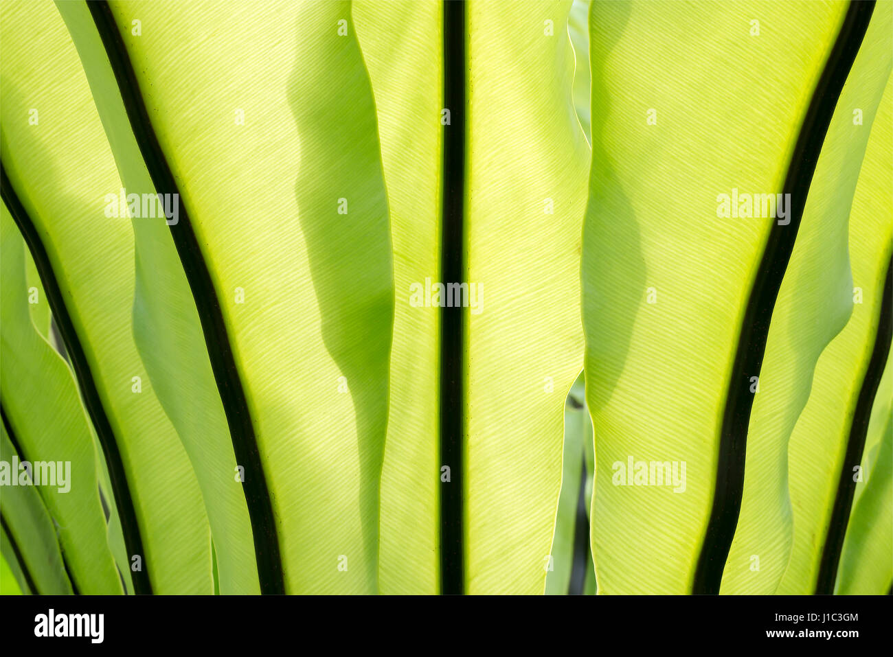 Back of leaf Stock Photo - Alamy