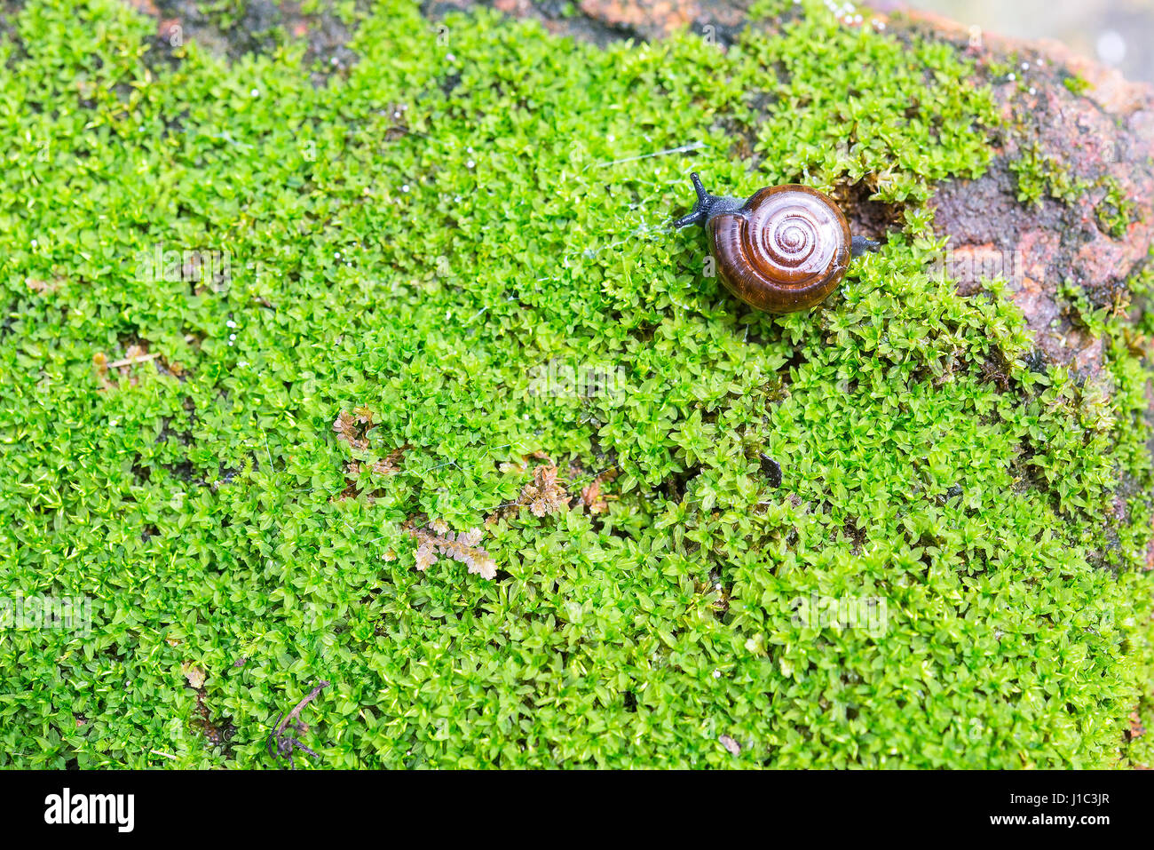 snail crawling on the lichen Stock Photo - Alamy