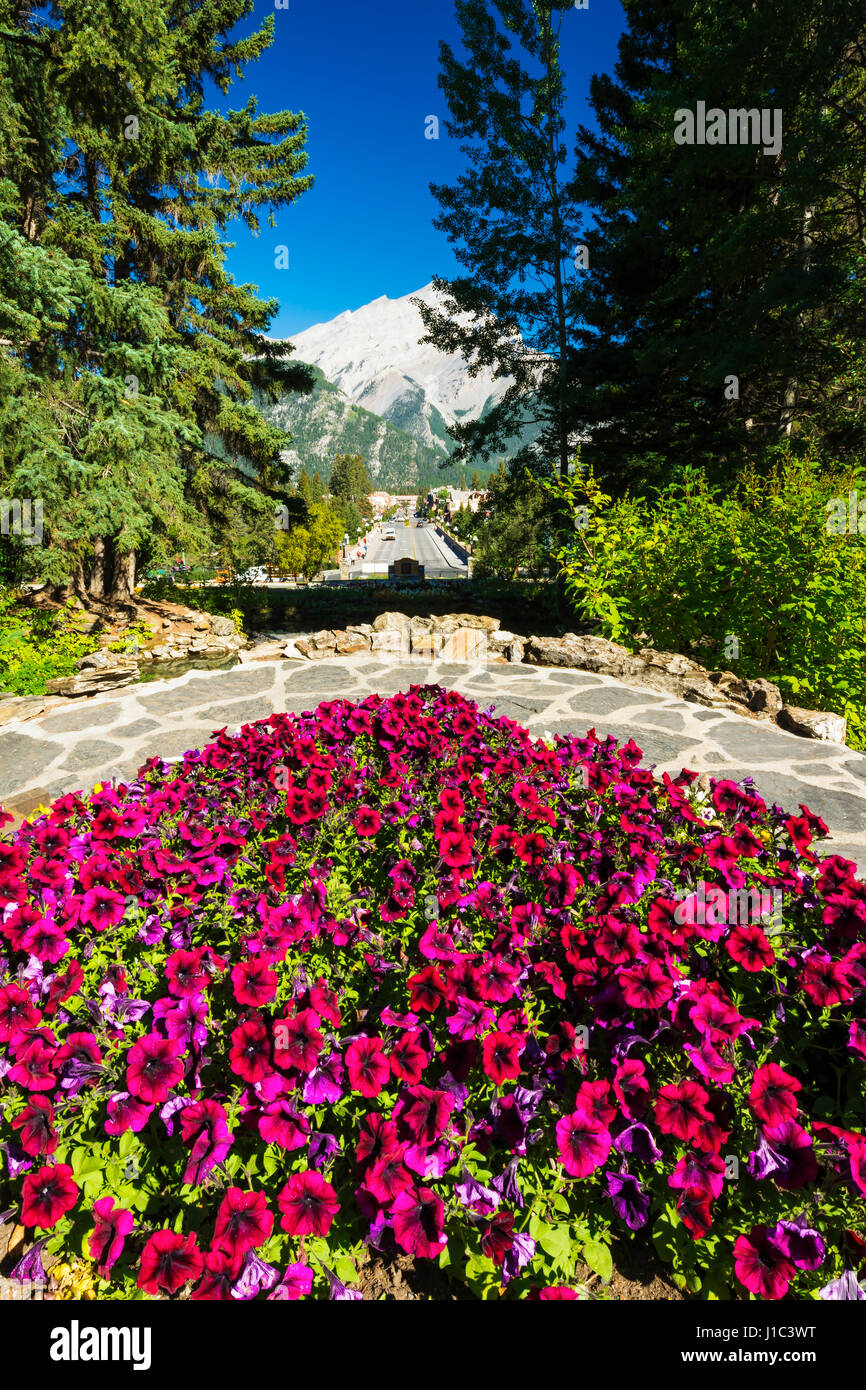 Flowers above Banff Avenue from the Administration Building, Banff ...