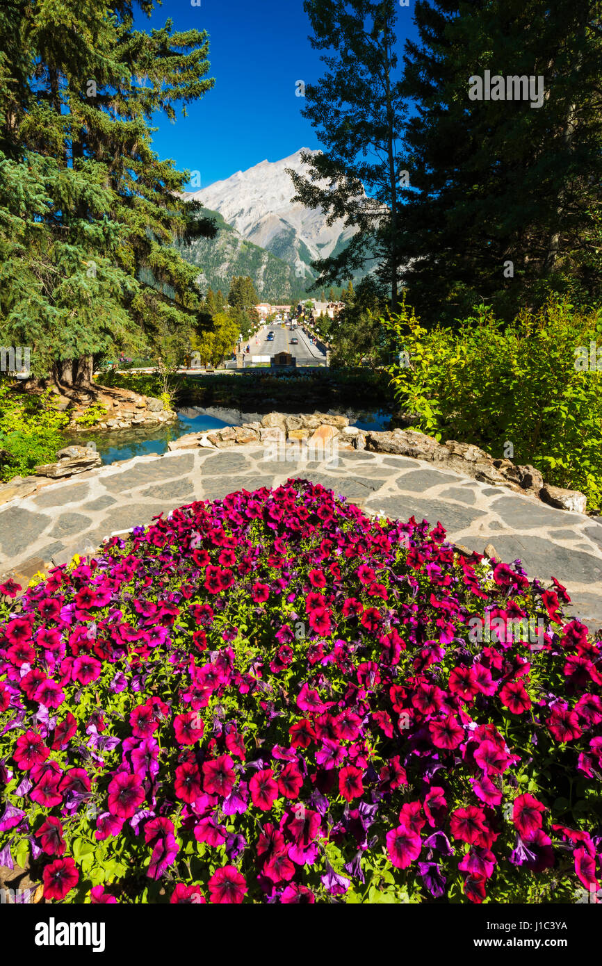 Flowers above Banff Avenue from the Administration Building, Banff ...