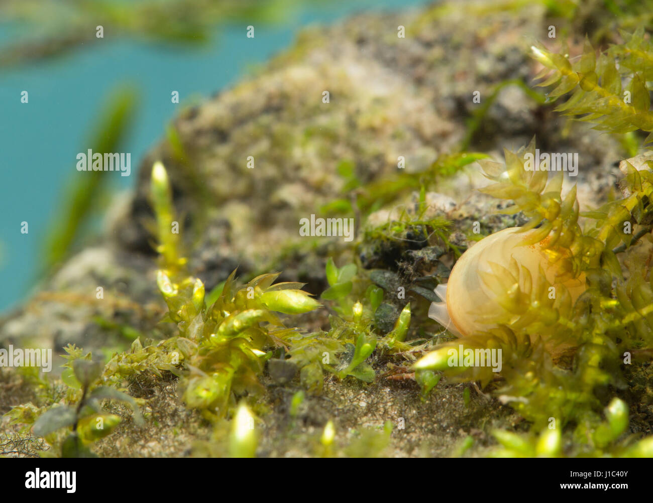 Sphaerium hi-res stock photography and images - Alamy