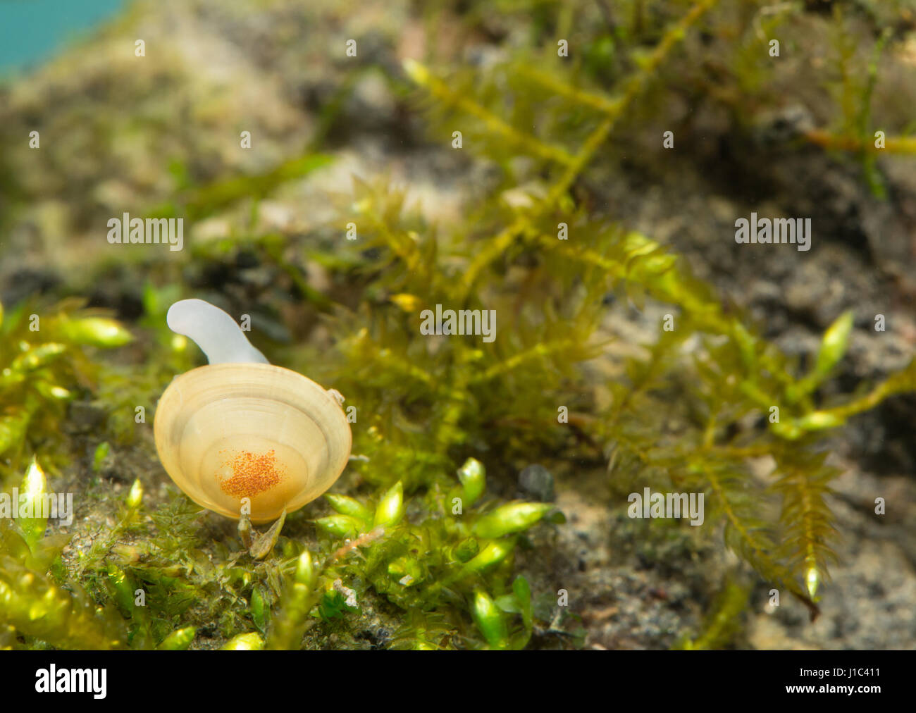 Sphaerium corneum hi-res stock photography and images - Alamy