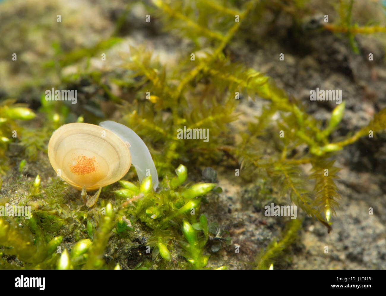 Sphaeriidae hi-res stock photography and images - Alamy