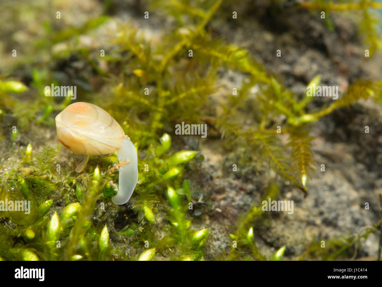 Sphaerium corneum hi-res stock photography and images - Alamy