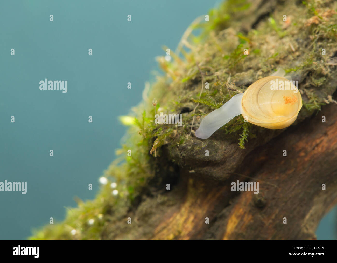 Sphaeriidae High Resolution Stock Photography and Images - Alamy