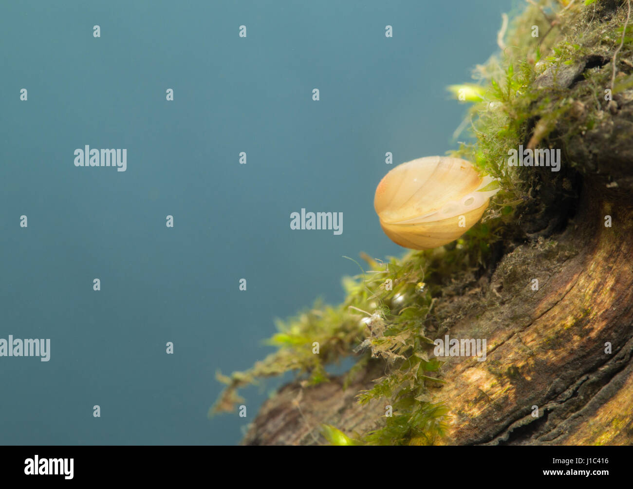 Sphaerium corneum hi-res stock photography and images - Alamy