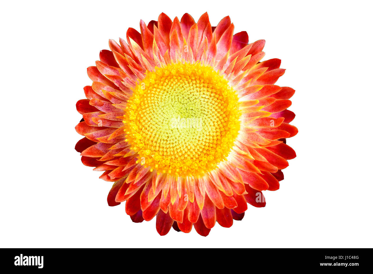 isolate straw flower Stock Photo - Alamy