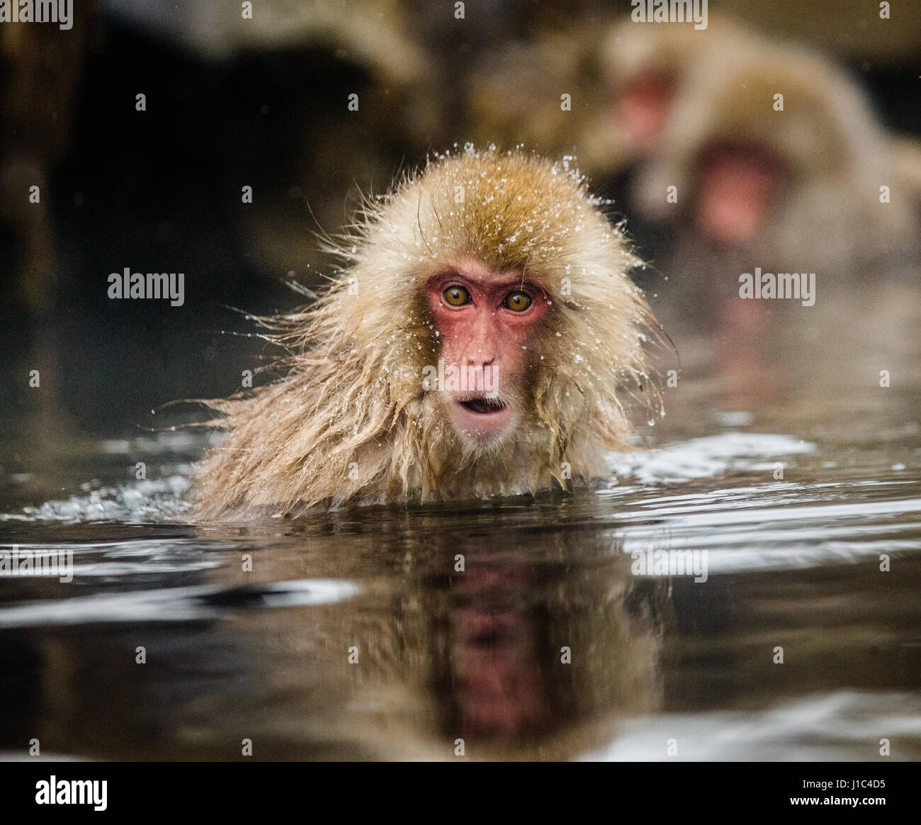 Japanese macaque sitting in water in a hot spring. Japan. Nagano ...